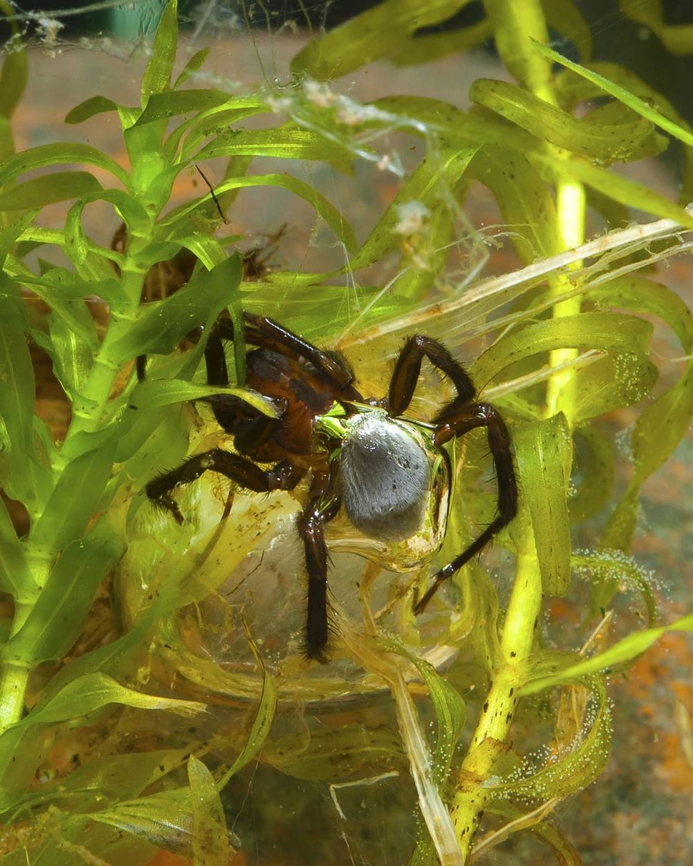 Underwater Gallery: Diving Spiders | Live Science