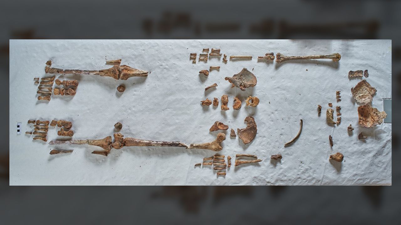 bones-found-in-a-church-are-earliest-verified-remains-of-an-english
