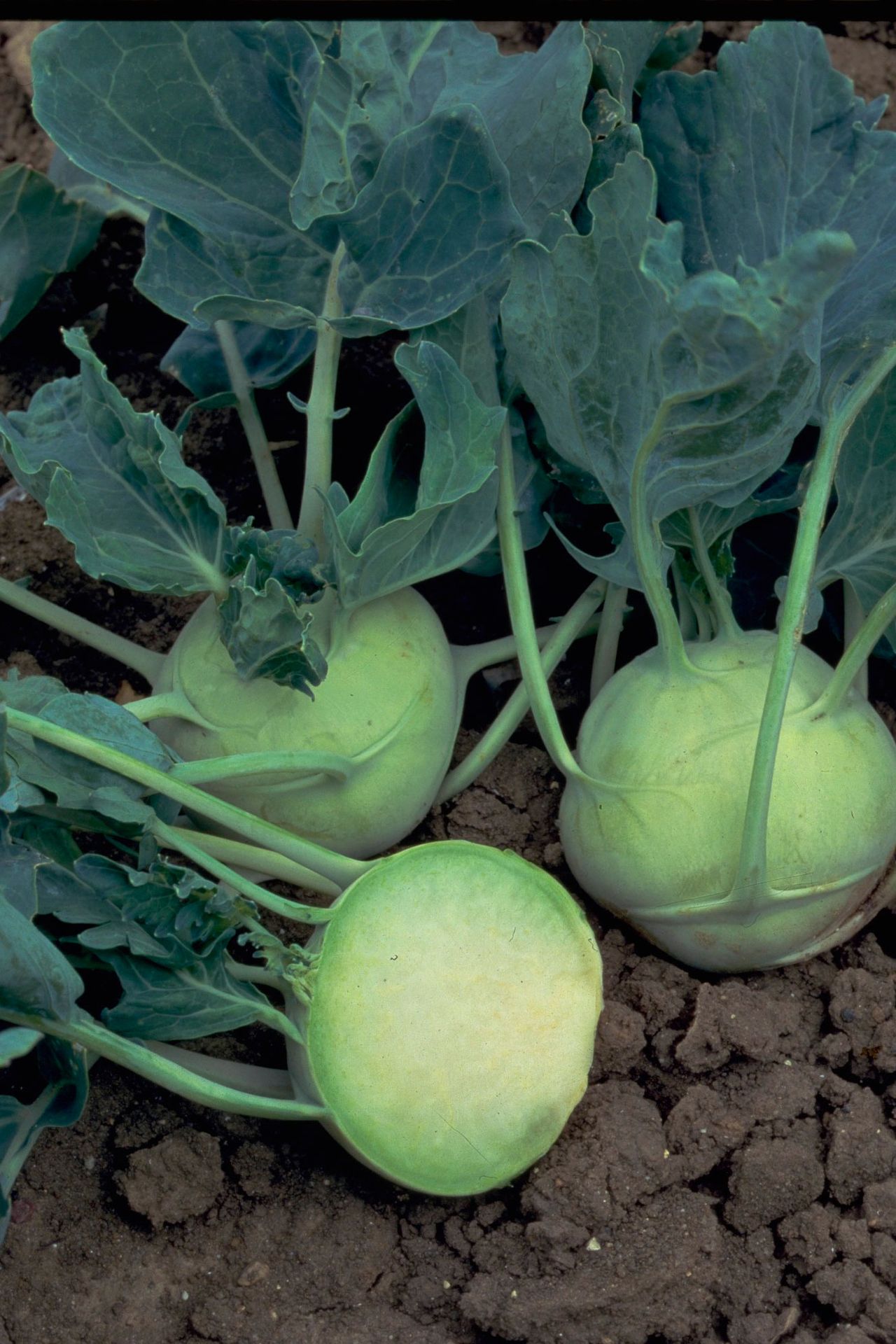 Modern vegetable garden ideas | Livingetc