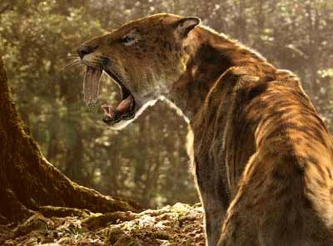 Saber-toothed Cats Wrestled Prey with Powerful Arms | Live Science