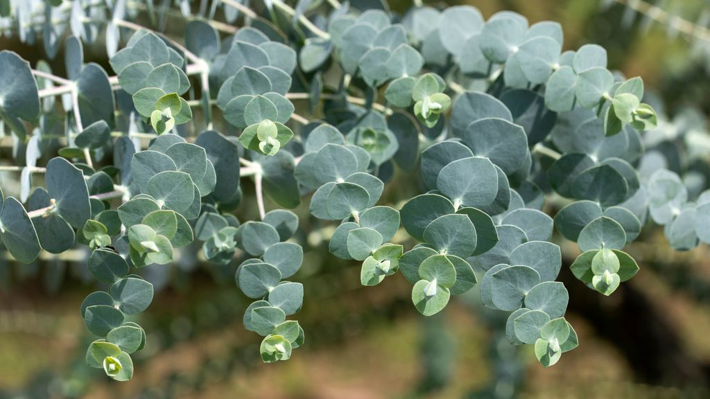 7 plants that will keep wasps out of your yard | Tom's Guide
