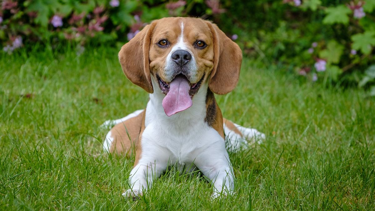32 cutest dog breeds from around the world | PetsRadar
