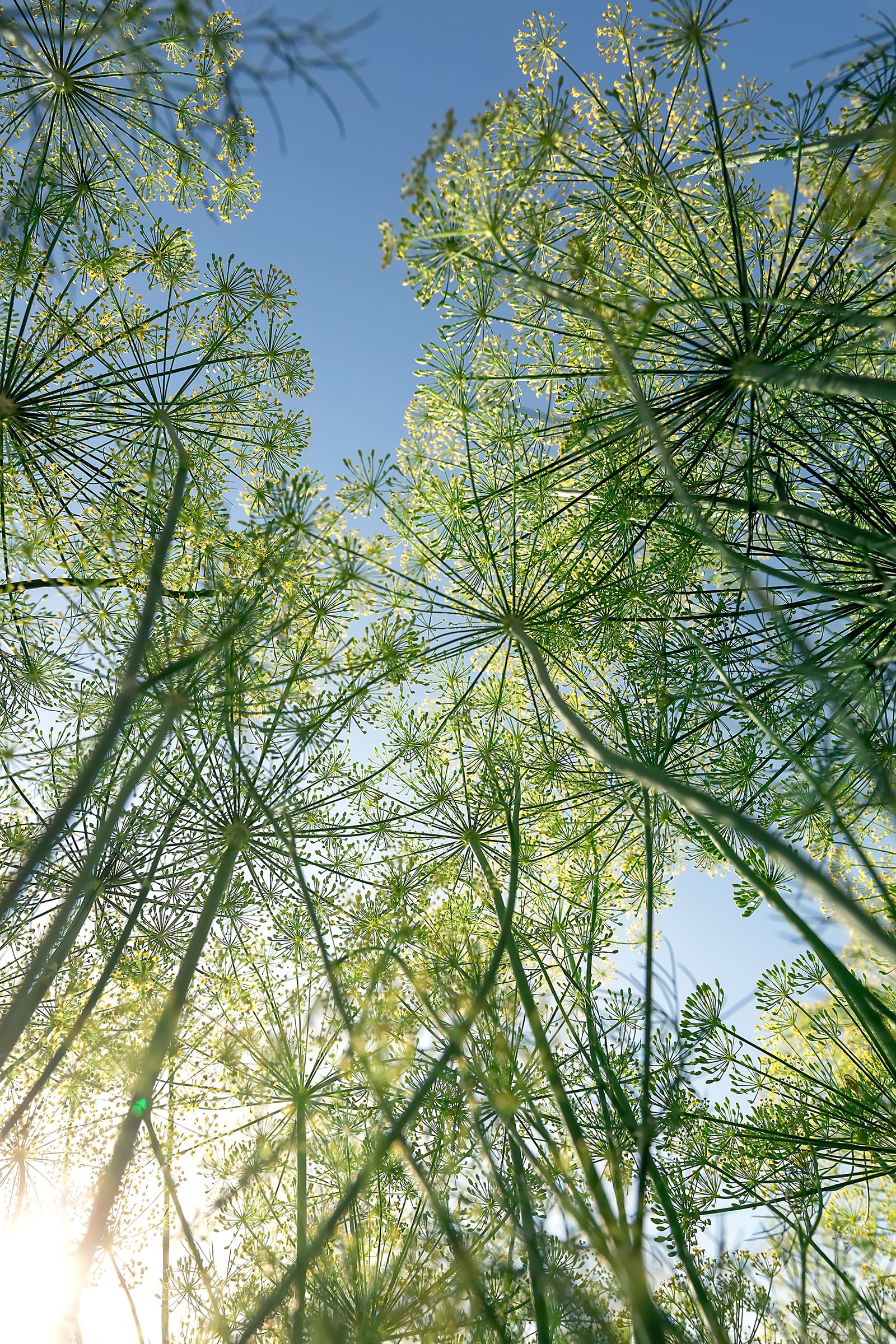 How to prune dill | Homes and Gardens