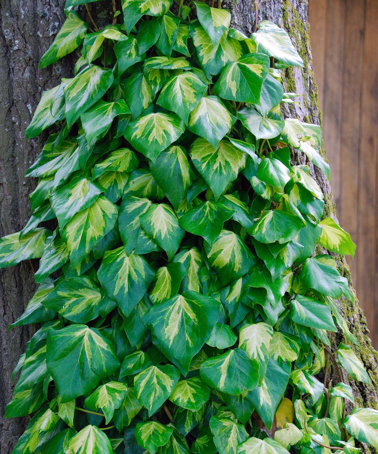 Ivy care and growing guide: tips for these climbing vines | Gardeningetc