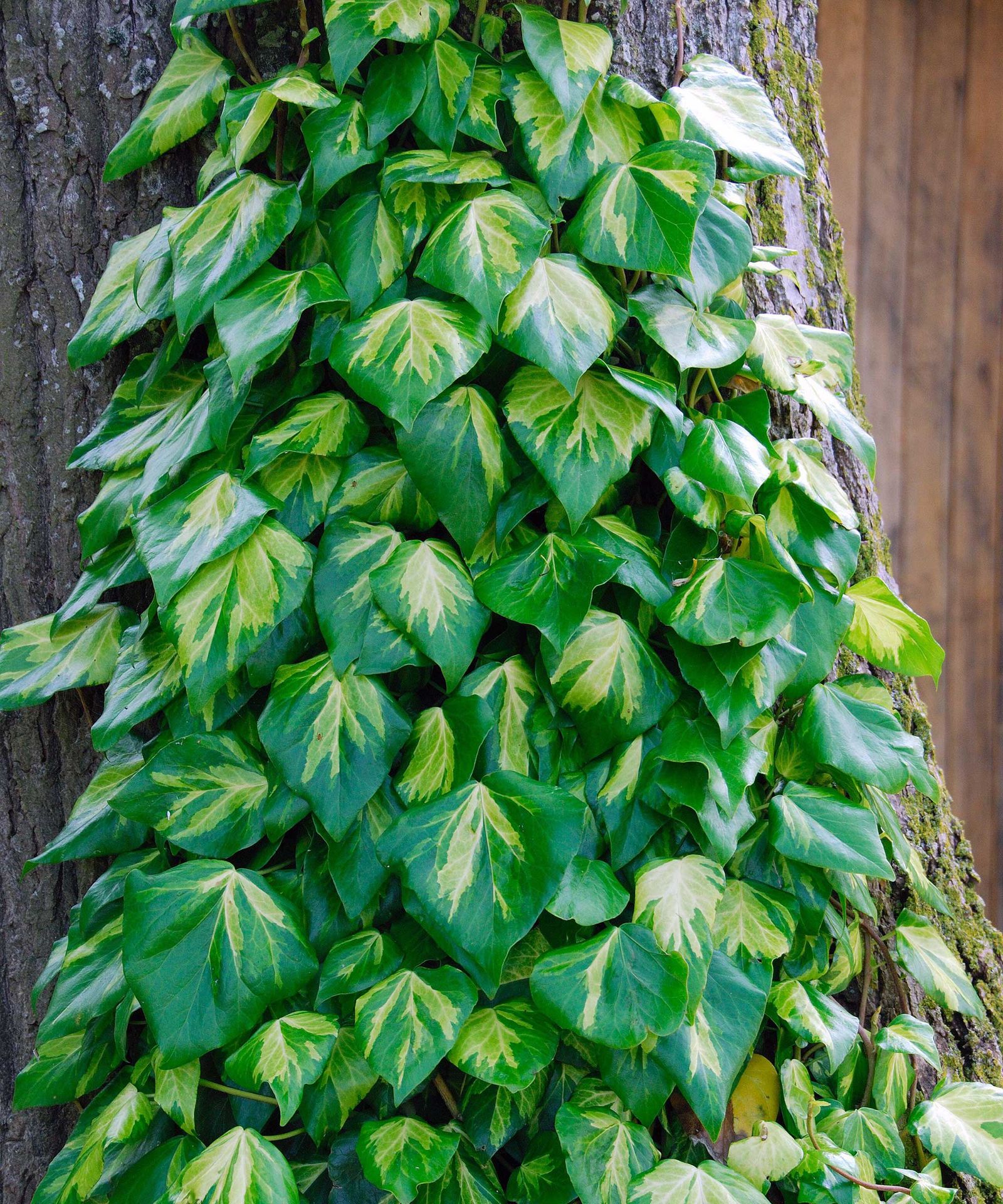 Ivy care and growing guide: tips for these climbing vines | Gardeningetc