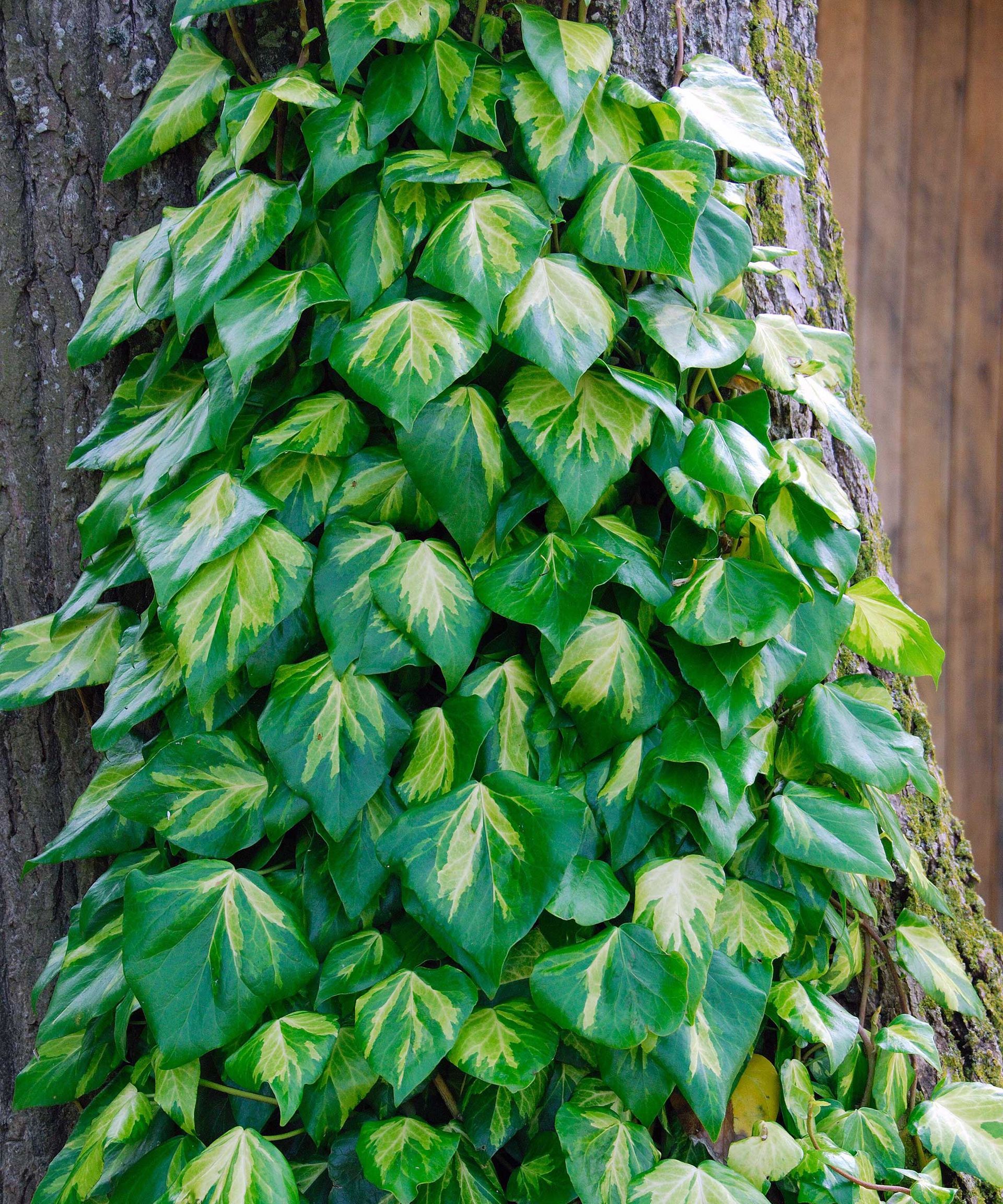 Ivy care and growing guide: tips for these climbing vines | Gardeningetc