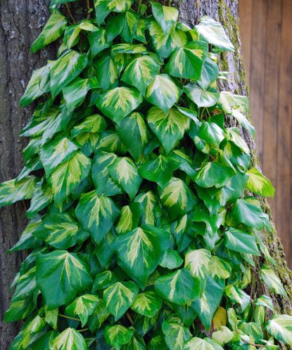 Ivy care and growing guide: tips for these climbing vines | Gardeningetc