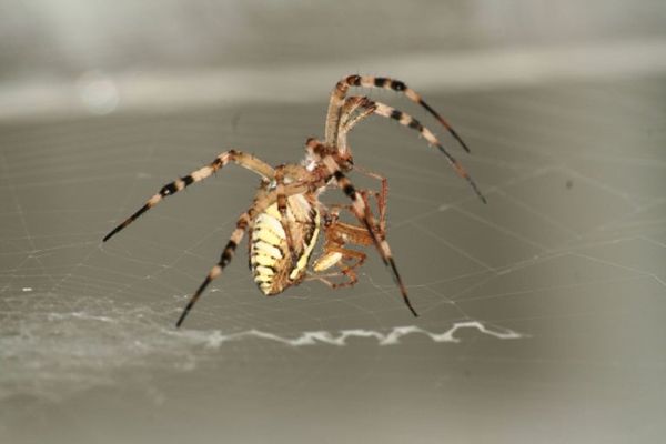 Male Spiders That Get Just 1 or 2 Shots Prefer Virgins | Live Science
