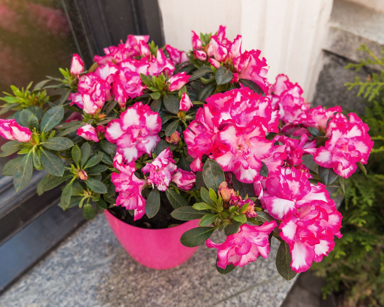How to care for azaleas | Livingetc