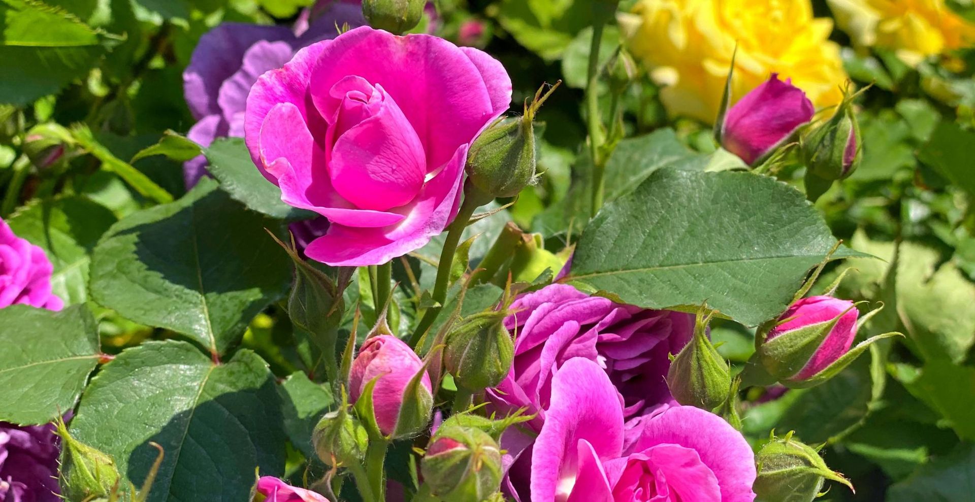 Should you fertilise roses? Your expert guide to rose feed | Ideal Home
