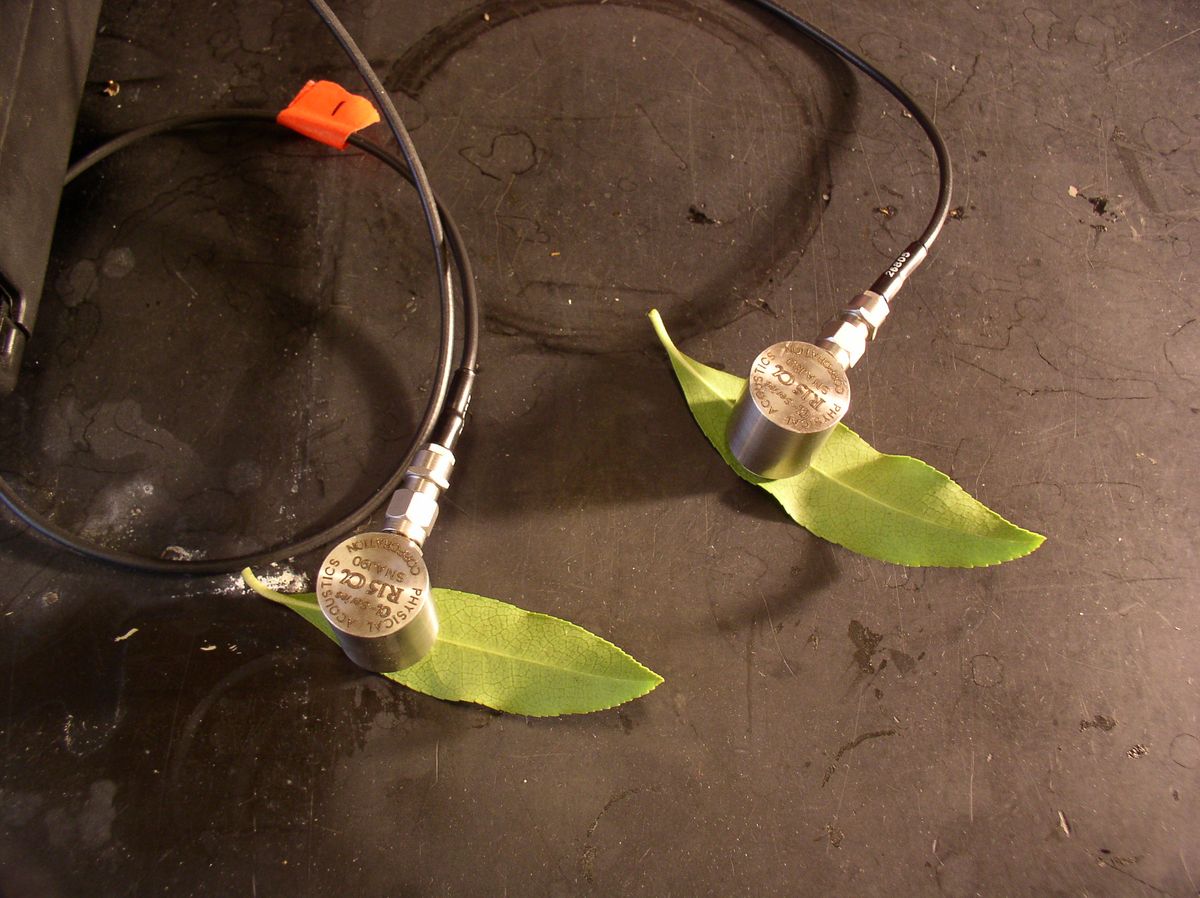 Idea Of Plants Hearing And Talking Takes Root Plants Live Science