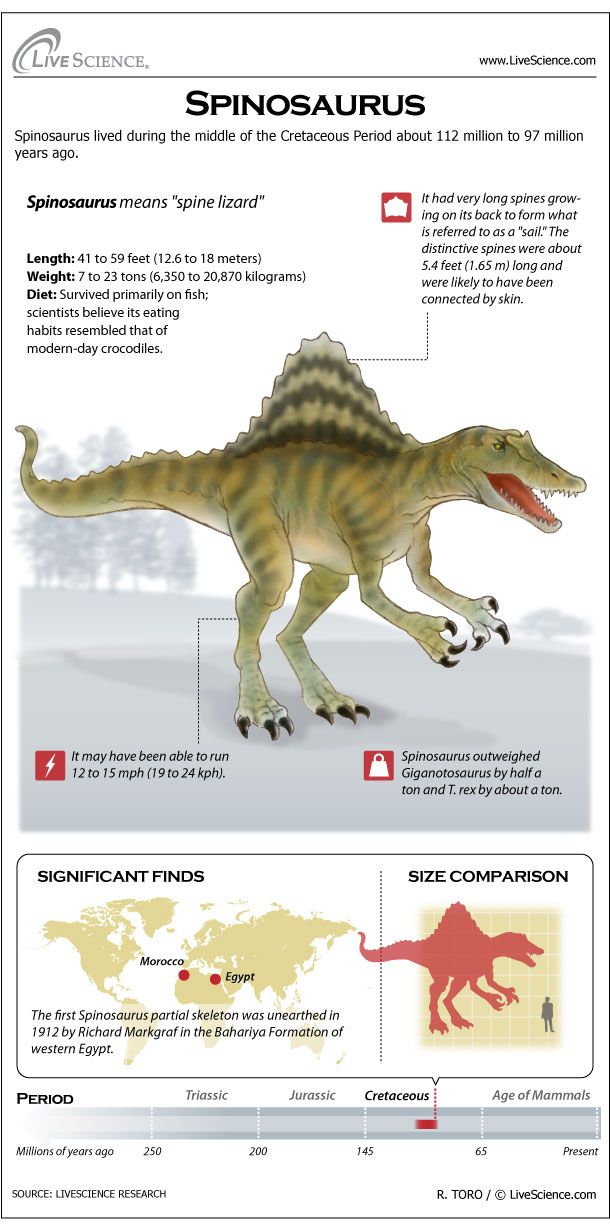 Spinosaurus: The Largest Carnivorous Dinosaur | Live Science