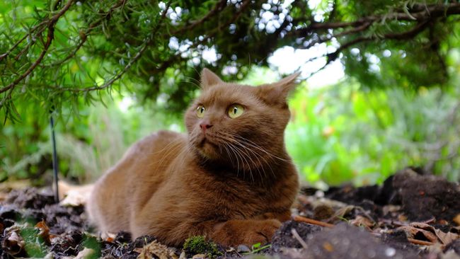Cat breeds that act like dogs: 20 breeds with canine energy | PetsRadar