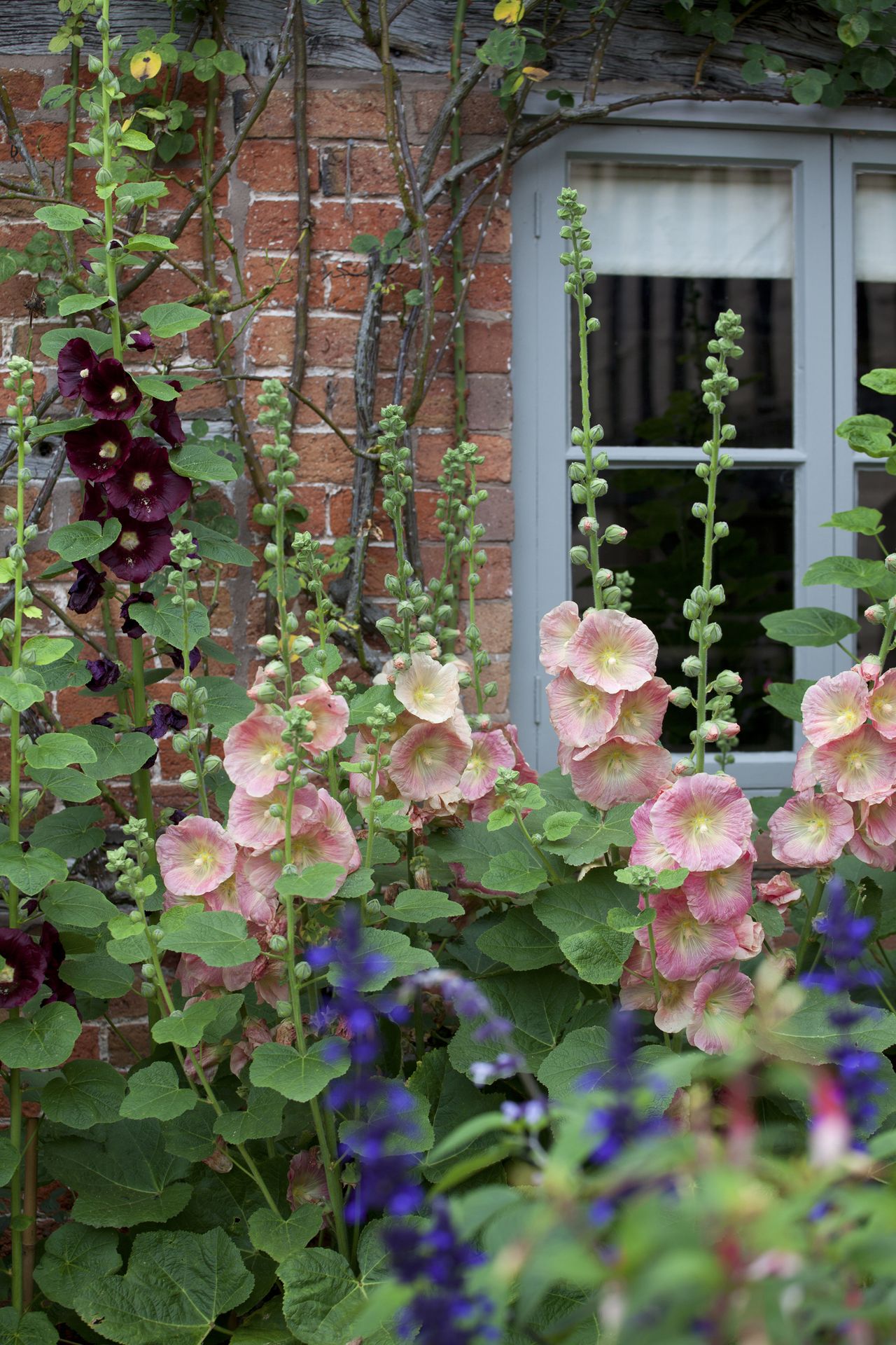 Cottage garden plants – 12 floral must-haves in your cottage garden ...