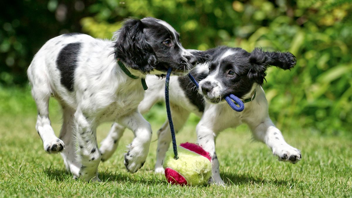 Puppy growling when playing | PetsRadar