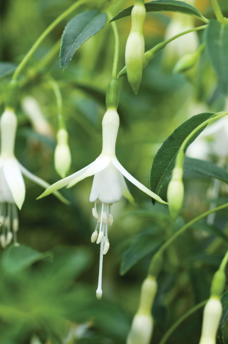 How to grow fuchsias: make them the centrepiece of your borders, pots ...