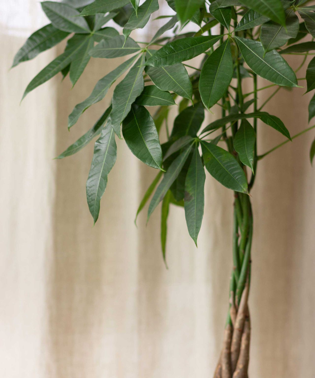 How to prune a money tree: essential tips | Homes and Gardens