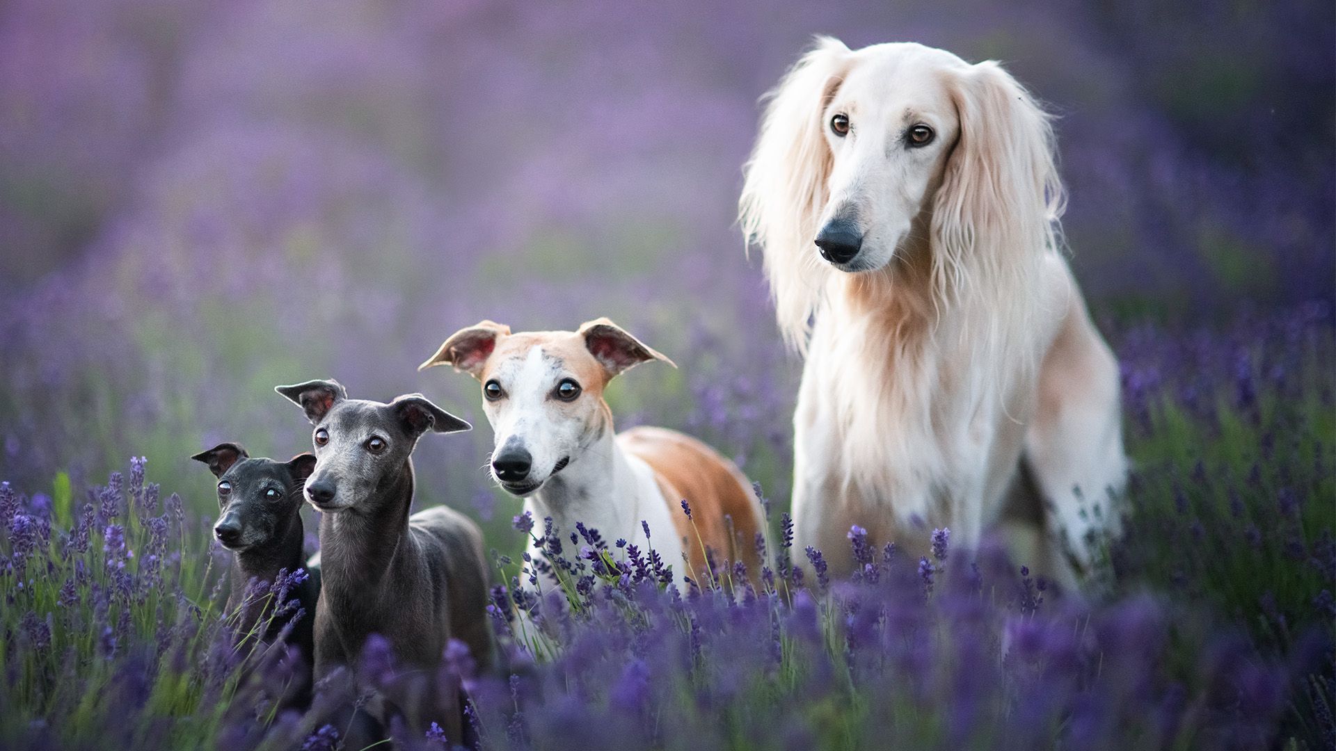 Sighthounds: What they are and the different types | PetsRadar