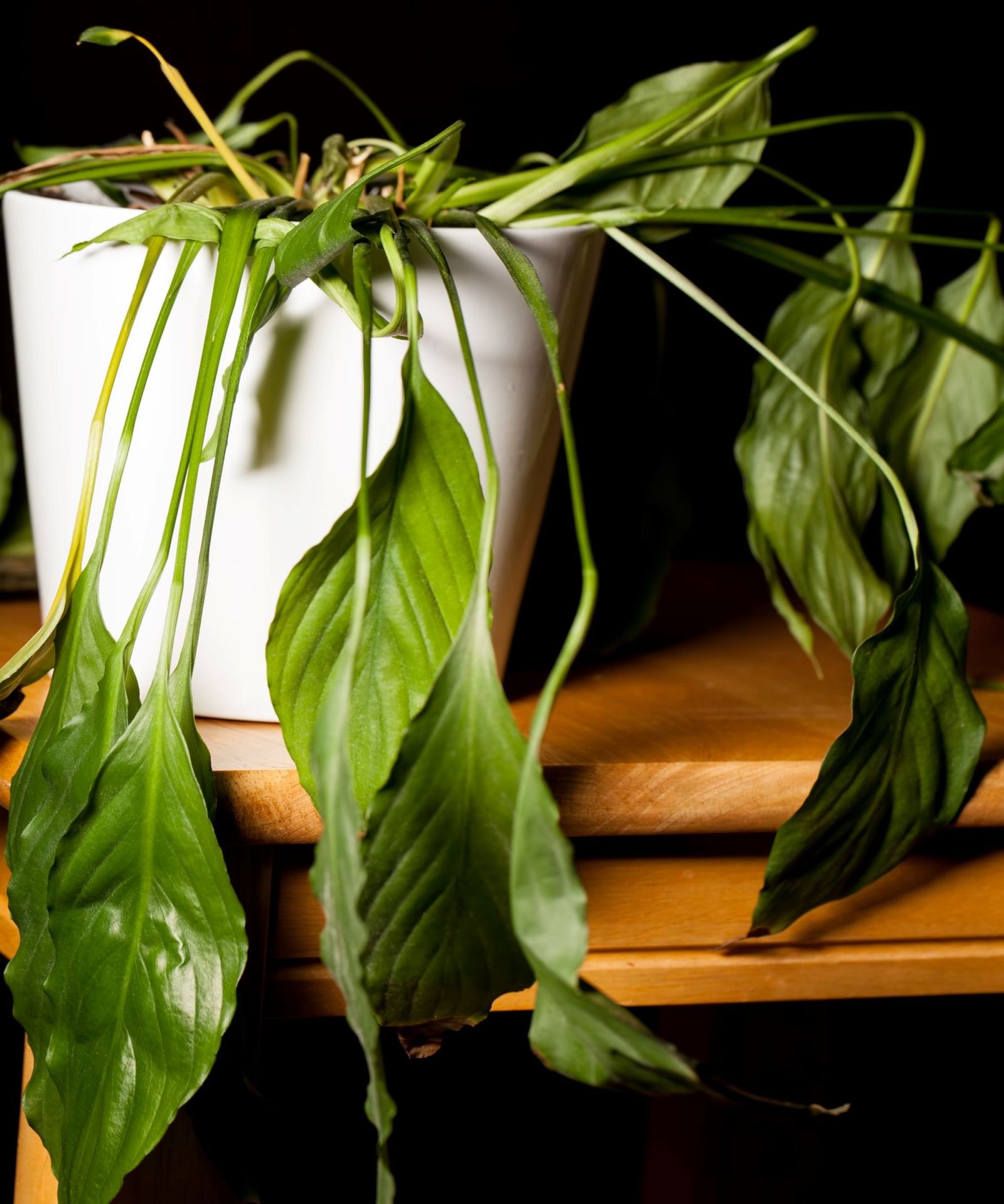 Why is my peace lily drooping? 5 common causes | Gardeningetc