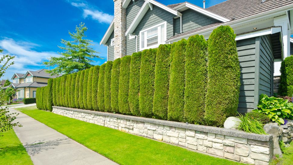 7 best trees and shrubs to soundproof your yard | Tom's Guide