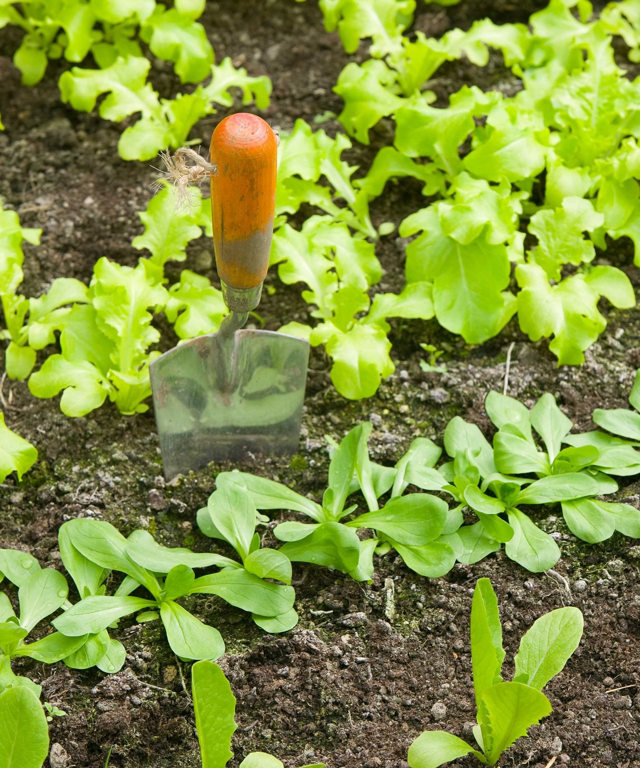 How to garden by the moon: tips for growing by lunar phases | Homes and ...