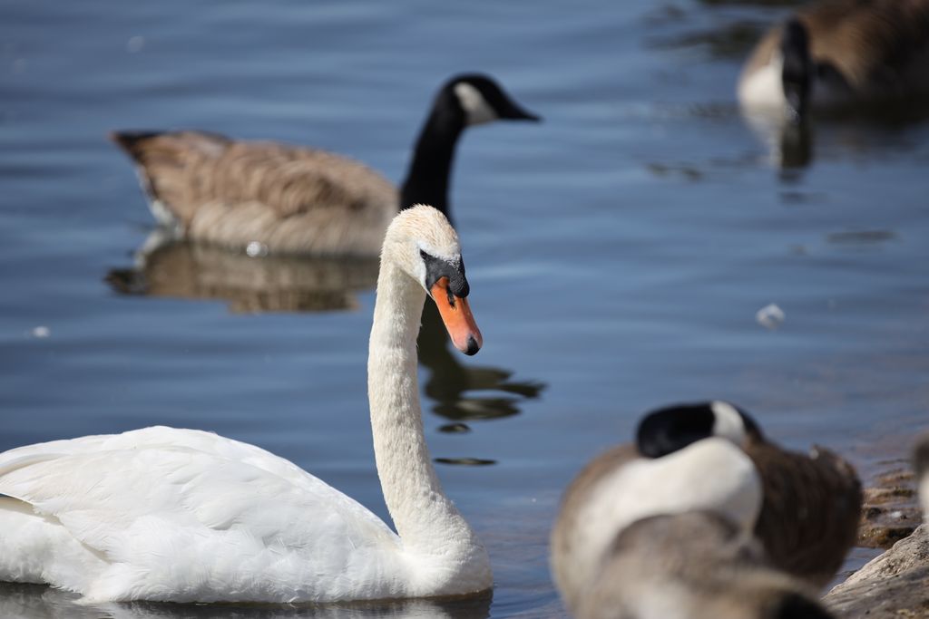 Sigma 500mm F4 DG OS HSM Sports review | Digital Camera World