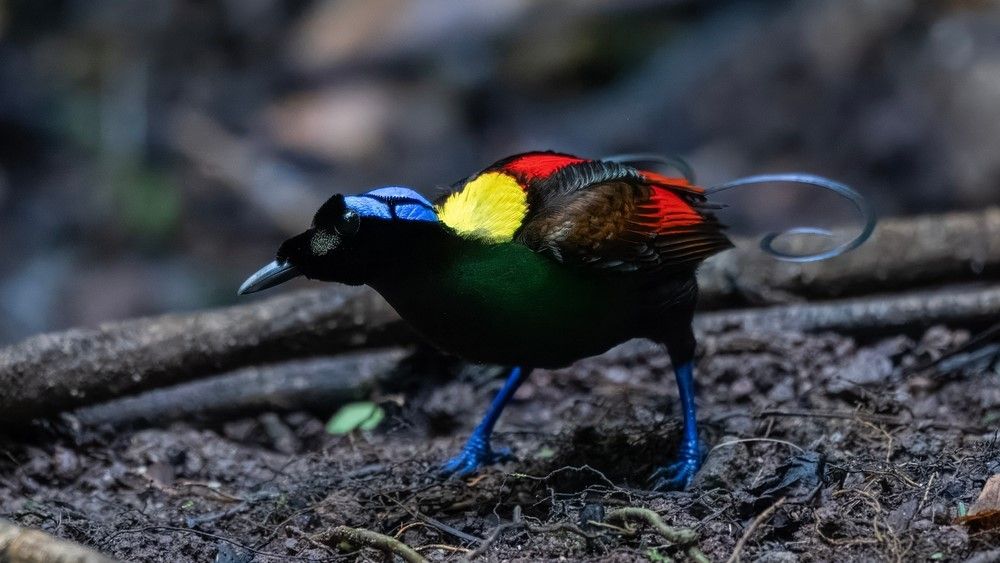 32 of the most colorful birds on Earth | Live Science