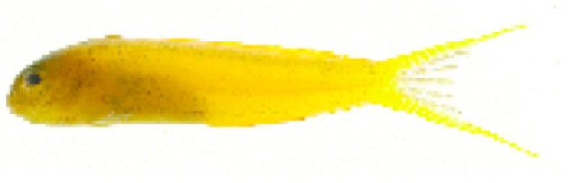 Venomous Fish | Live Science