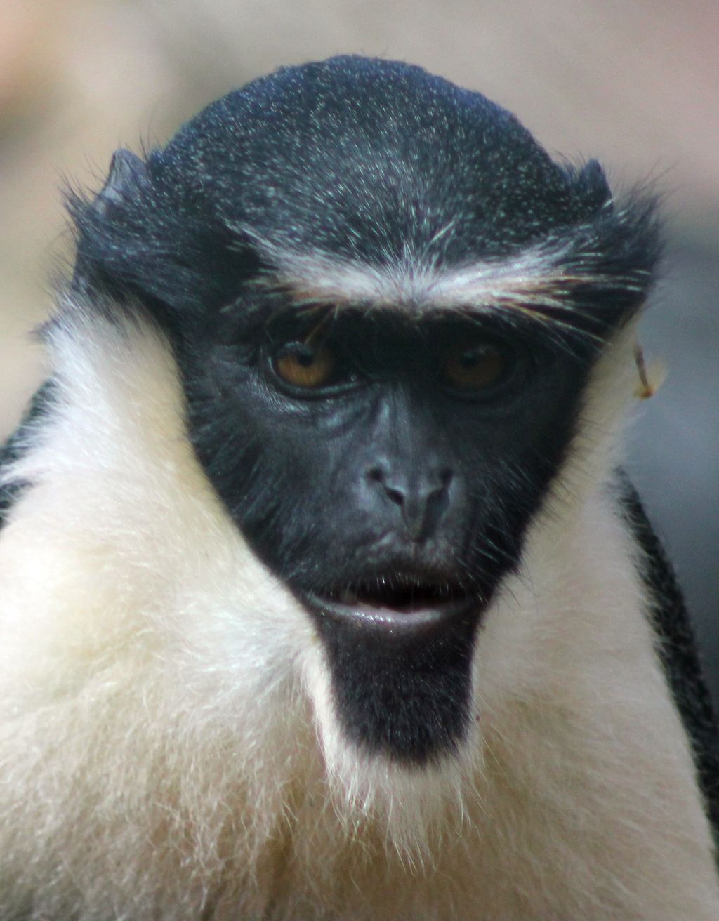 Photos: Adorable and Amazing Guenon Monkey Faces | Live Science