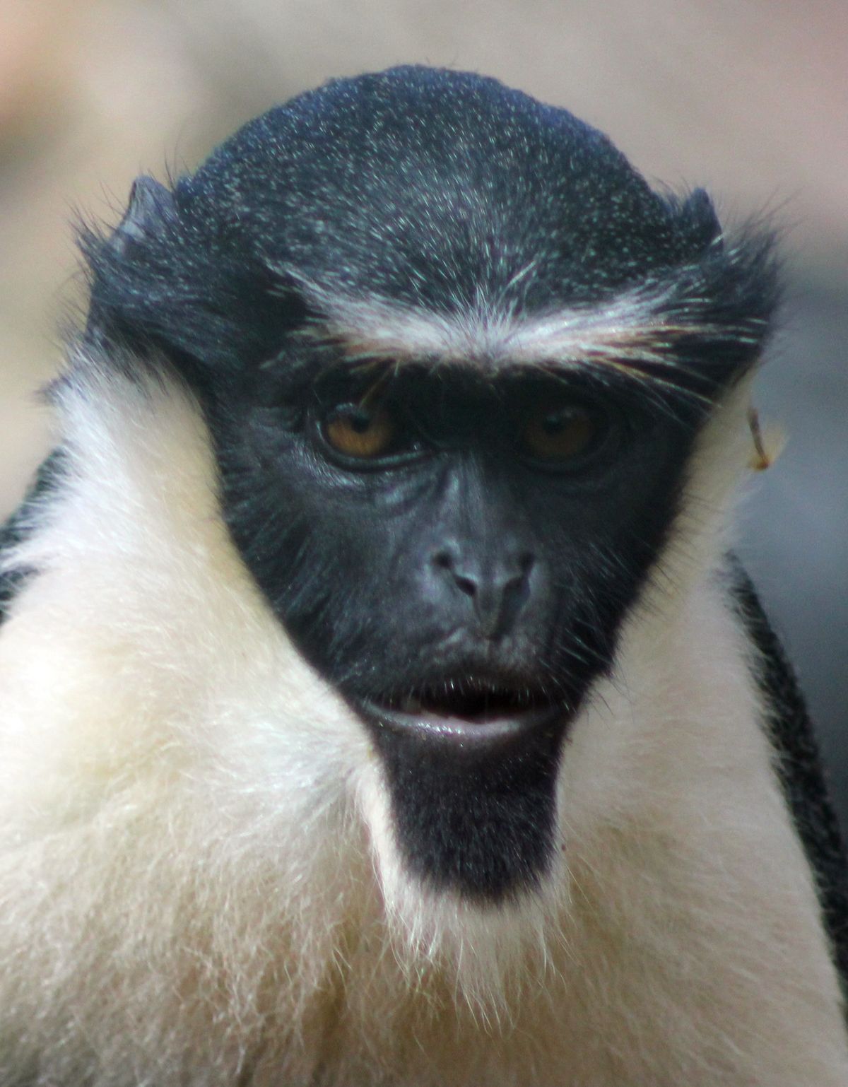 Photos: Adorable and Amazing Guenon Monkey Faces | Live Science