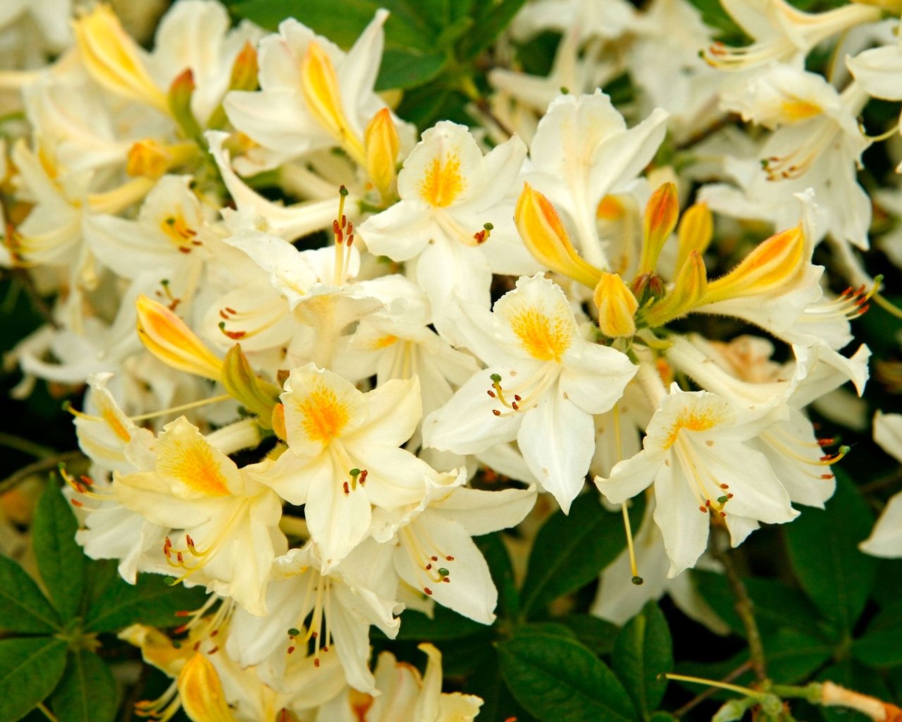 How to care for azaleas | Livingetc