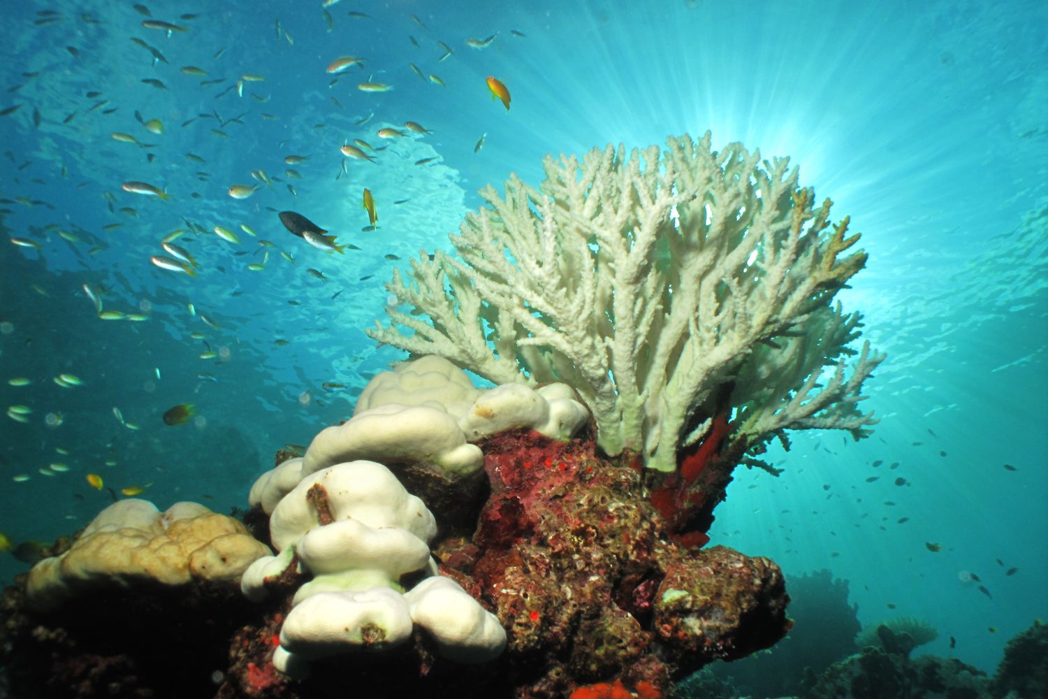 What Is Coral Bleaching? | Live Science