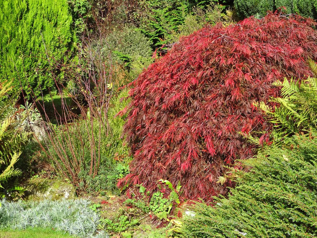 Japanese maple trees: a guide to popular acers | Country