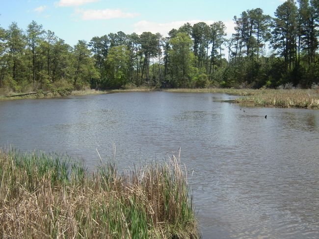Photos: Spectacular saltwater marshes of the Eastern US | Live Science