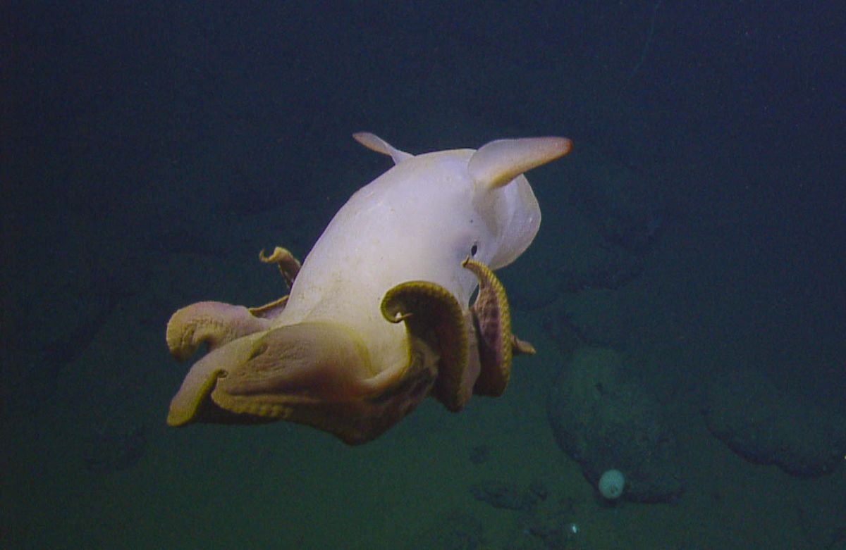 Photos: Ghostly dumbo octopus dances in the deep sea | Live Science