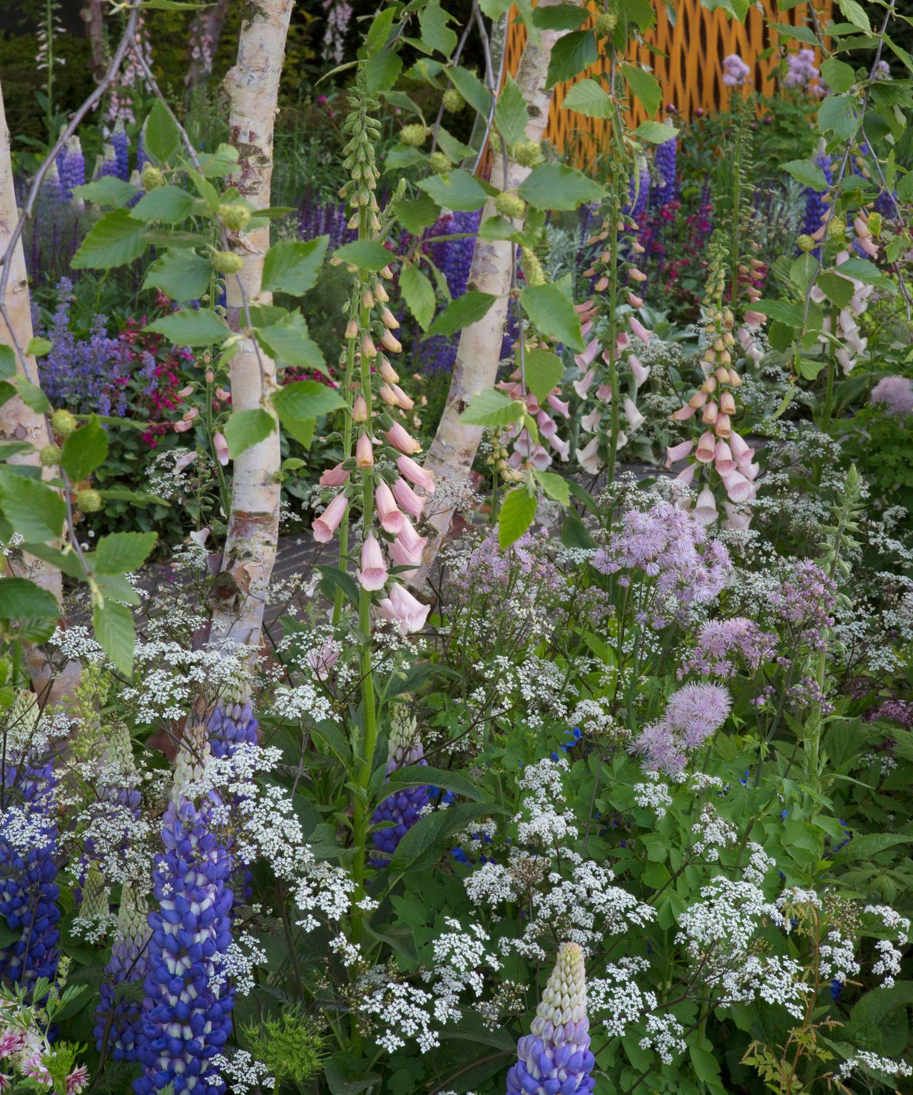 Foxgloves care and growing guide: expert tips for success | Homes and ...