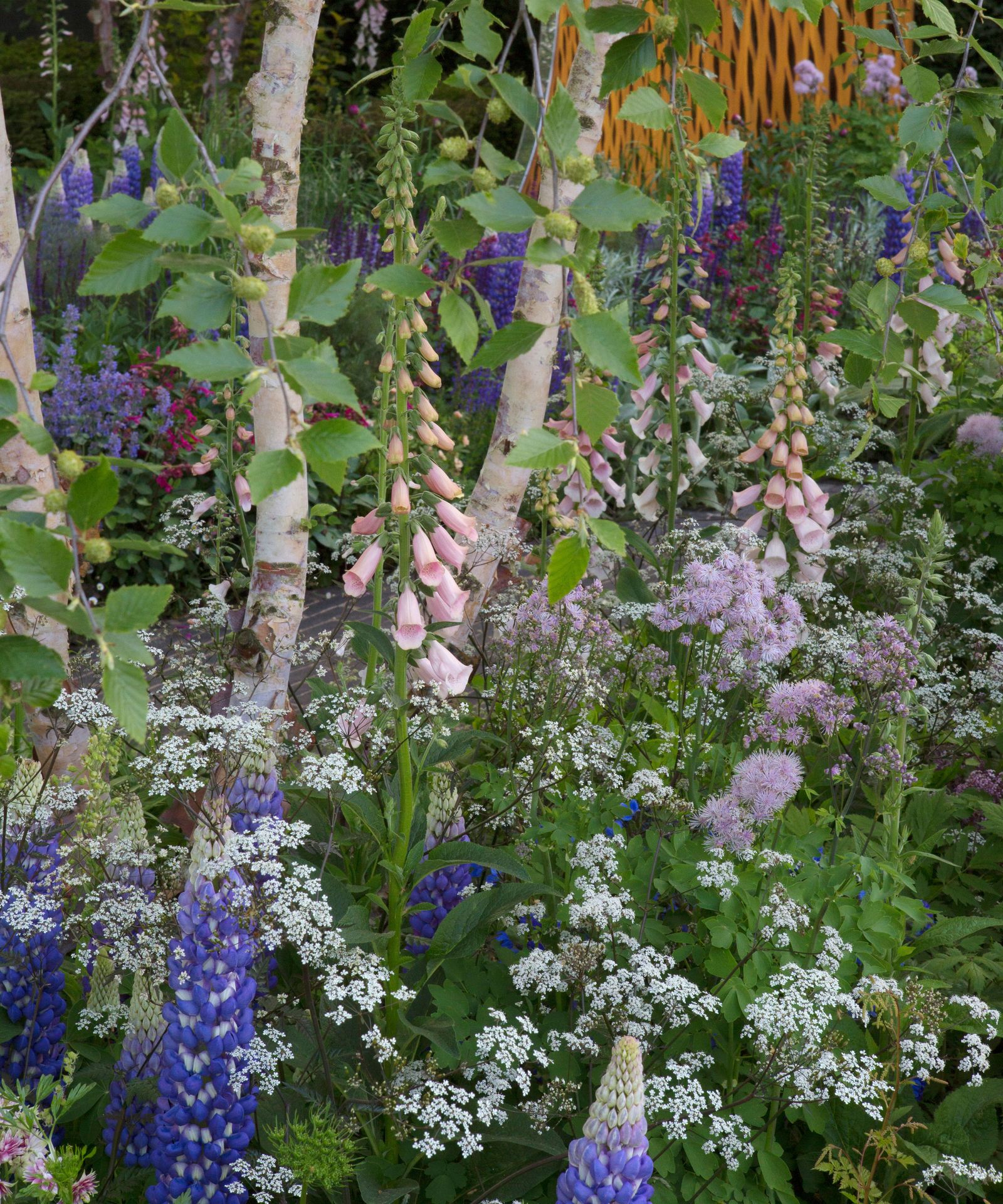 Foxgloves care and growing guide: expert tips for success | Homes and ...