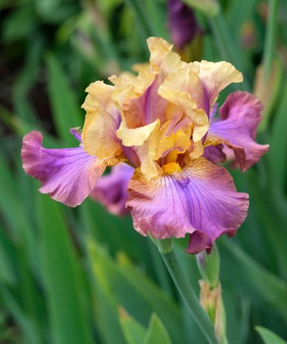 When do irises bloom? Different flowering times explained | Homes and Gardens