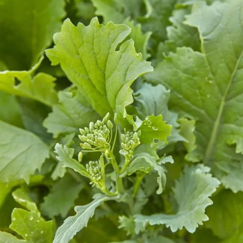 How to grow broccoli rabe - tips for a successful crop | Homes and Gardens