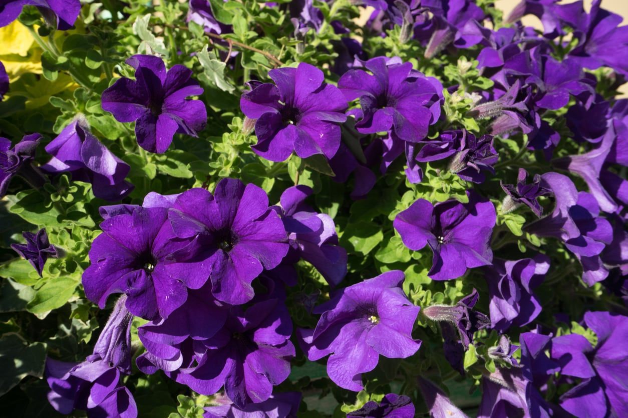 Tips & Information about Petunias | Gardening Know How