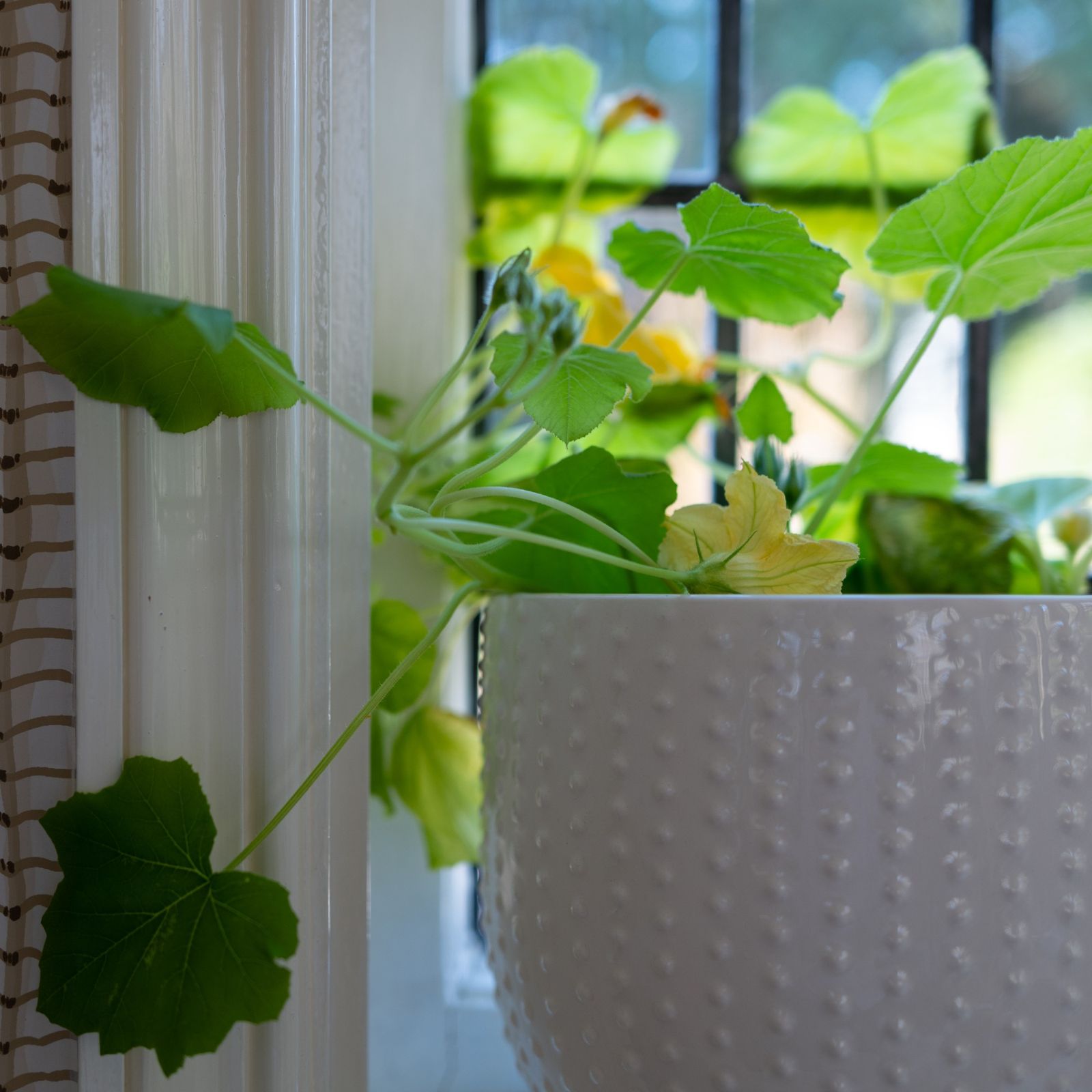 Can you grow pumpkins in a pot? What you need to know | Ideal Home