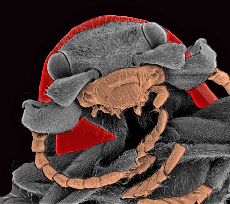 Microscopic Monsters: Gallery of Ugly Bugs | Live Science