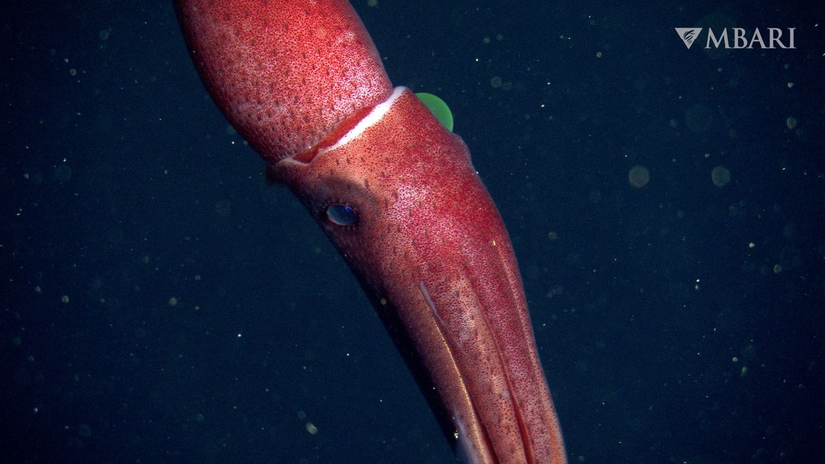 Weird-eyed strawberry squid spotted in 'twilight zone' off California's ...