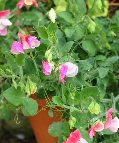 How to grow sweet peas: expert advice for fabulous blooms | Gardeningetc