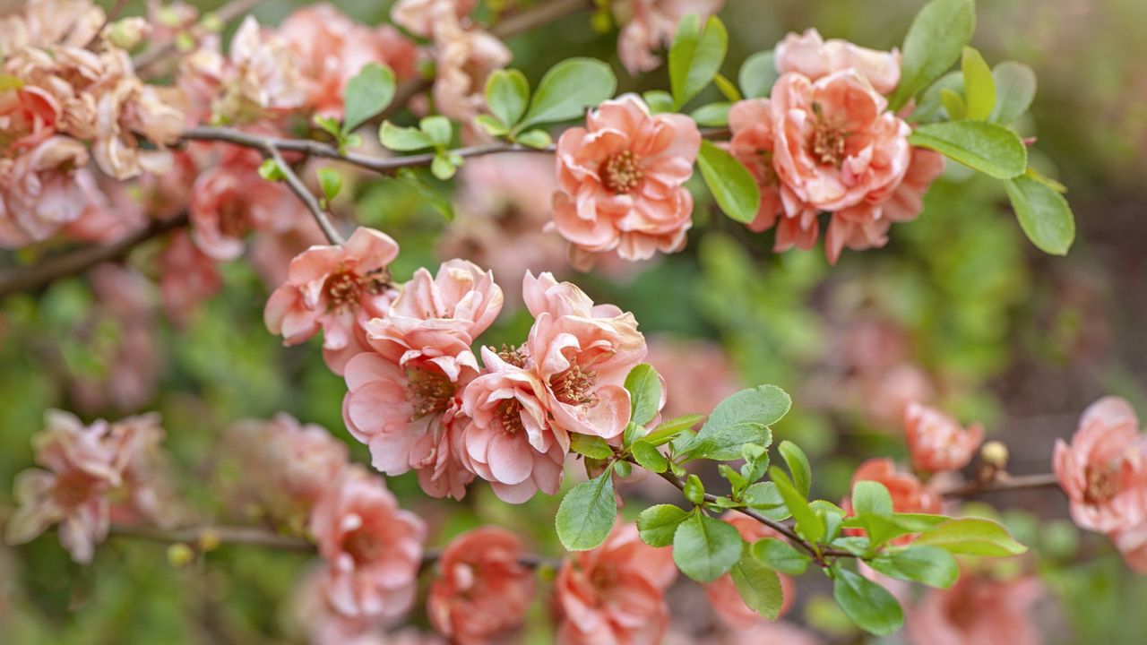 How to deadhead roses: expert techniques for more blooms | Homes and ...