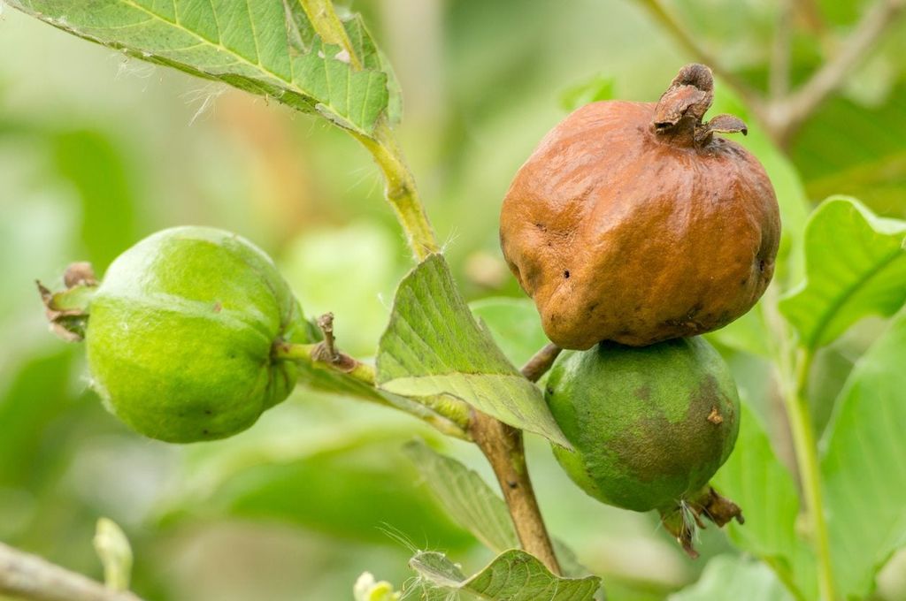 How To Treat Guava Diseases - Learn Common Signs Of Guava Sickness ...