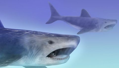 Idaho Was Once Swarming with Ancient Buzz-Saw-Faced Sharks | Live Science