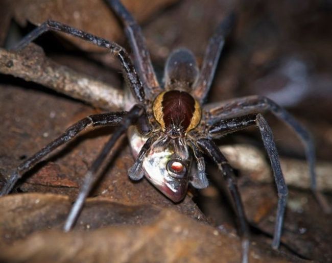 In Photos: Fish-Eating Spiders Around the World | Live Science