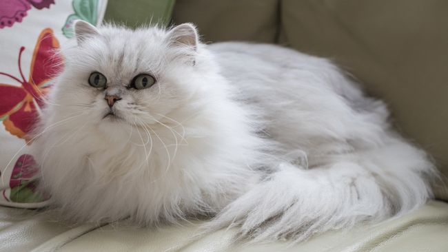 32 low energy cat breeds for owners who just want to chill | PetsRadar