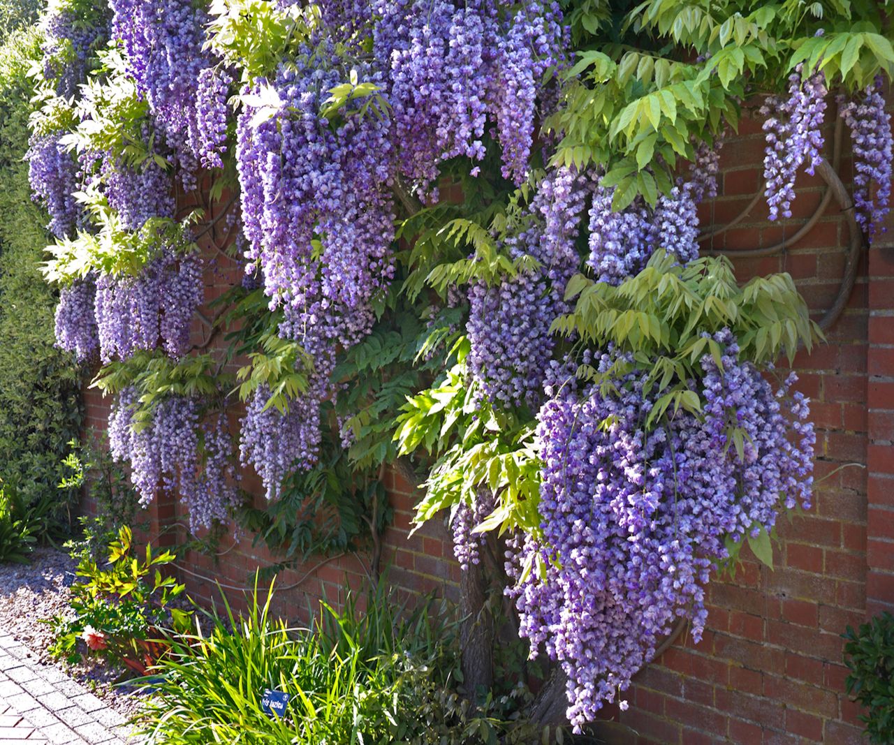 Drought-tolerant climbing vines – 7 sun loving species | Homes and Gardens